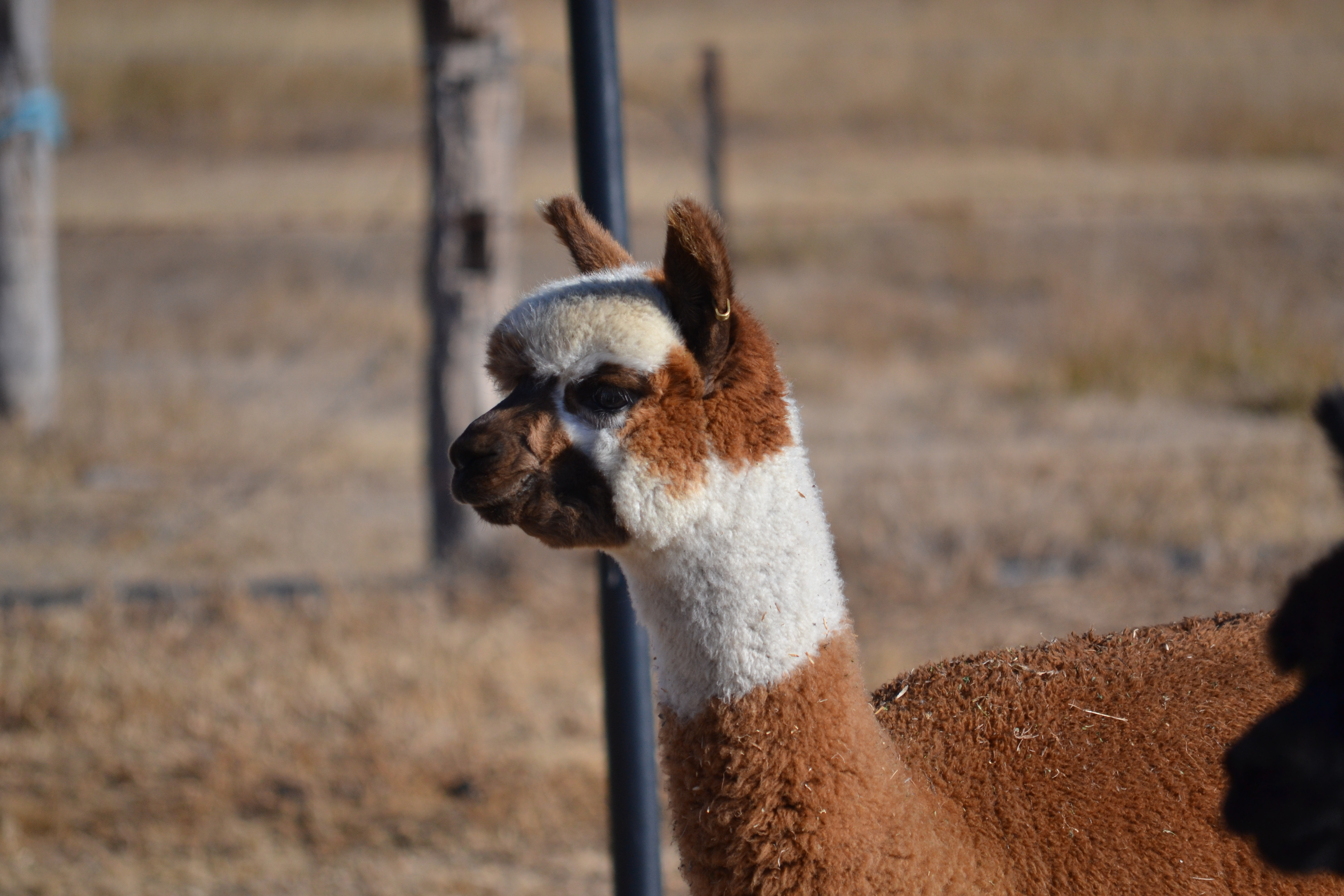 eAlpaca - Alpaca for sale: BROADWATER DUKE - FMB/WT/DB Male Huacaya
