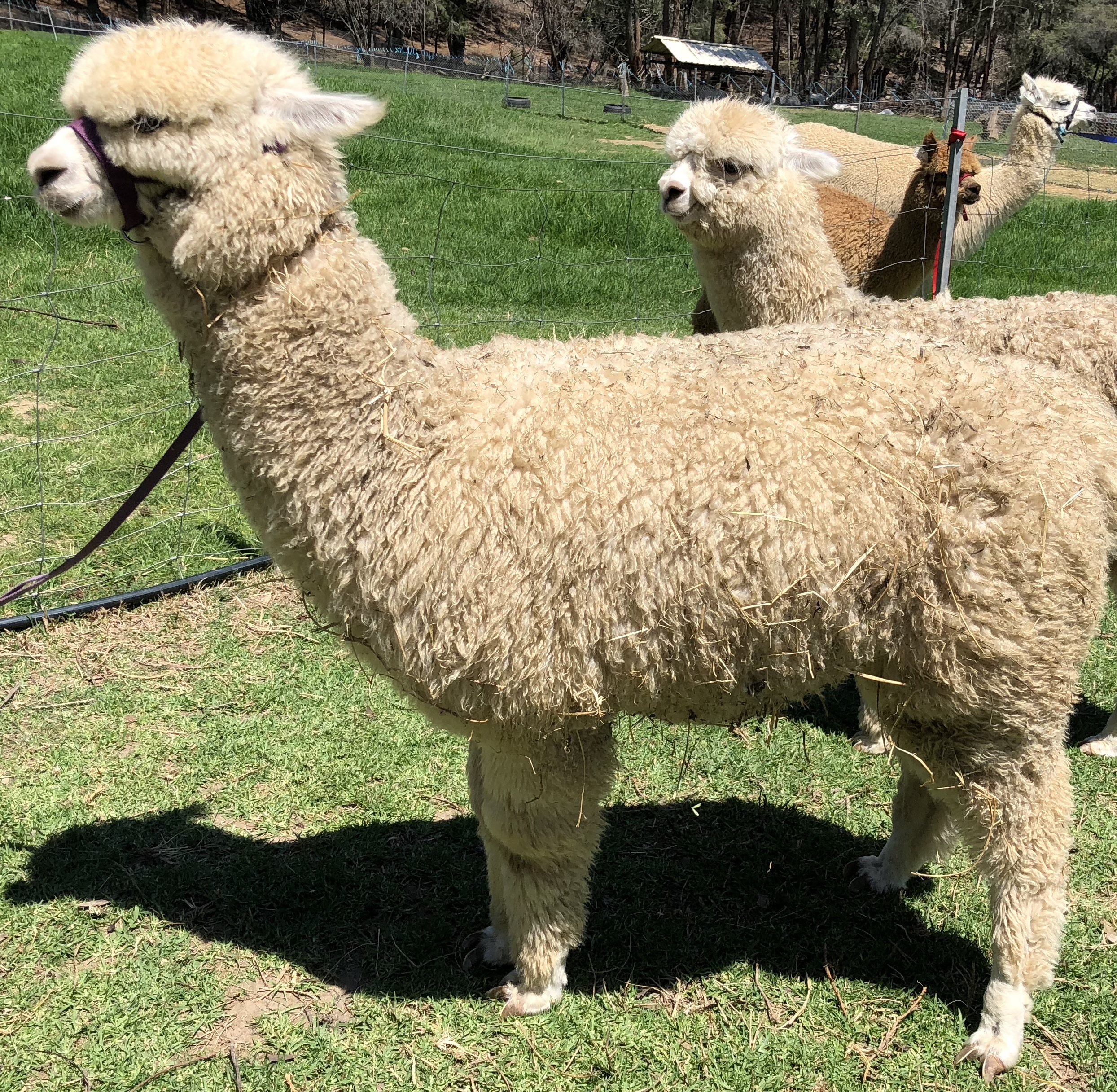 eAlpaca - Alpaca for sale: MADISON PARADISE - SWT Female Huacaya